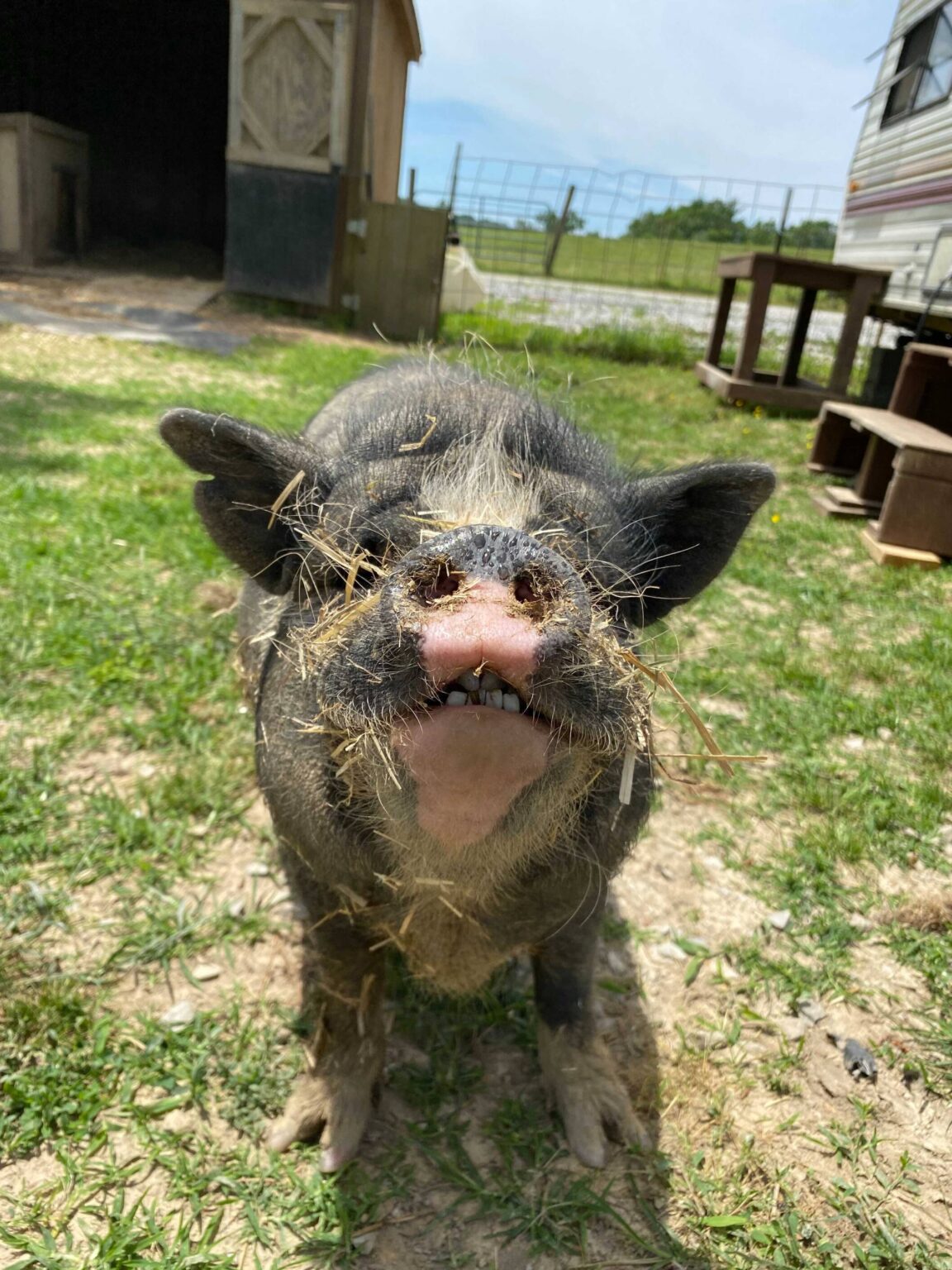 Doc - Odd Man Inn Animal Refuge