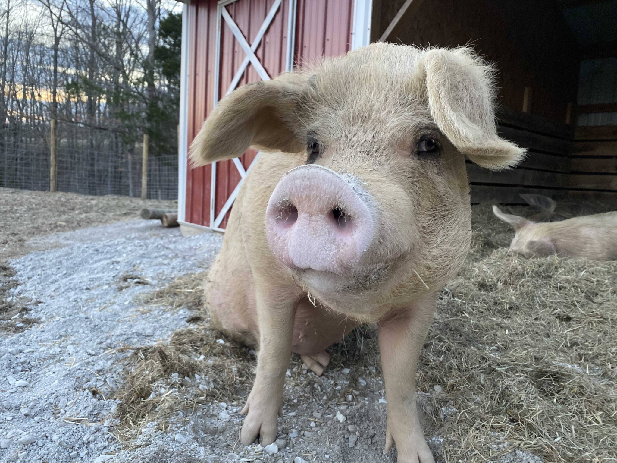 Flower - Odd Man Inn Animal Refuge