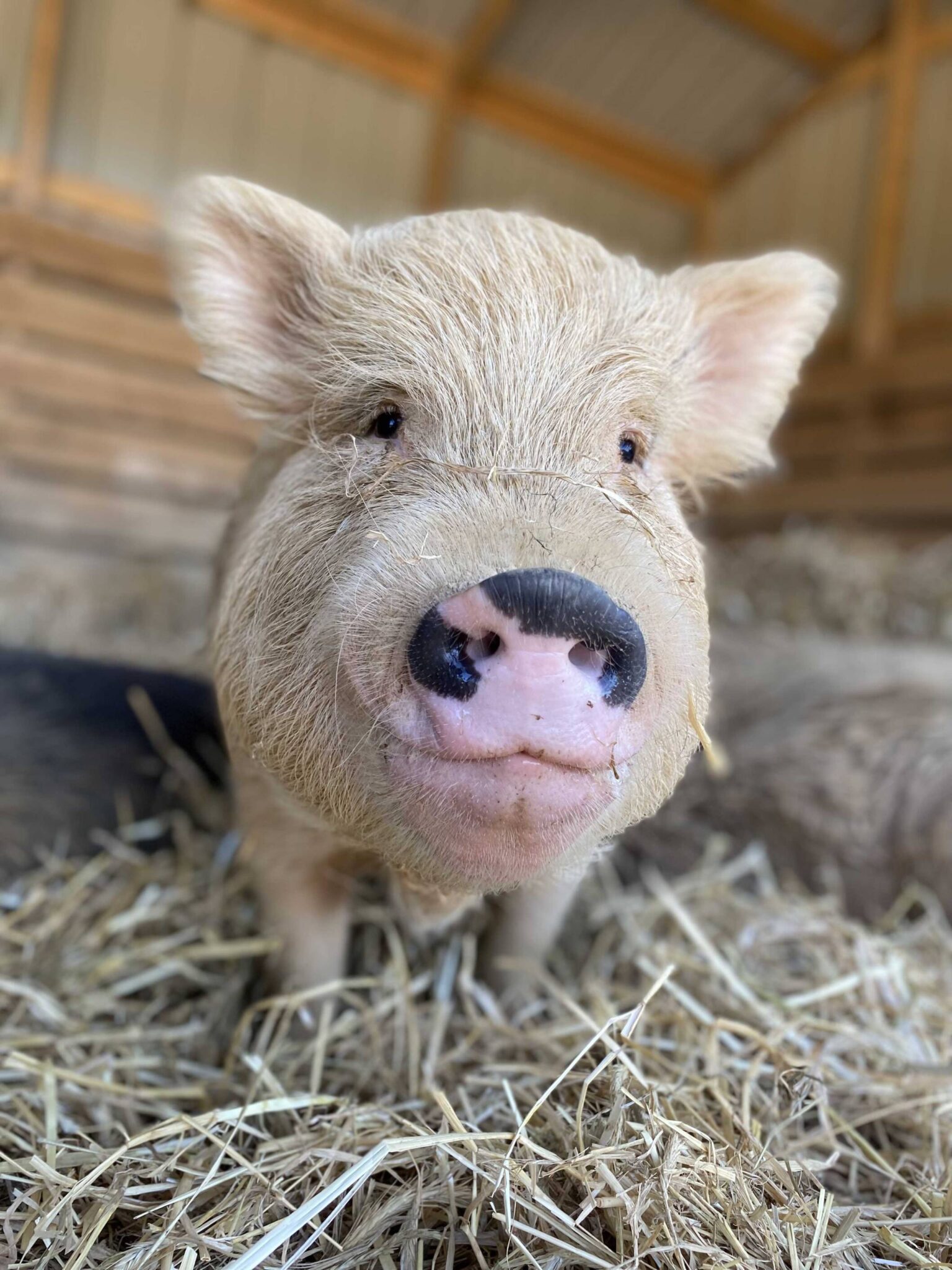 Hocus Pocus - Odd Man Inn Animal Refuge