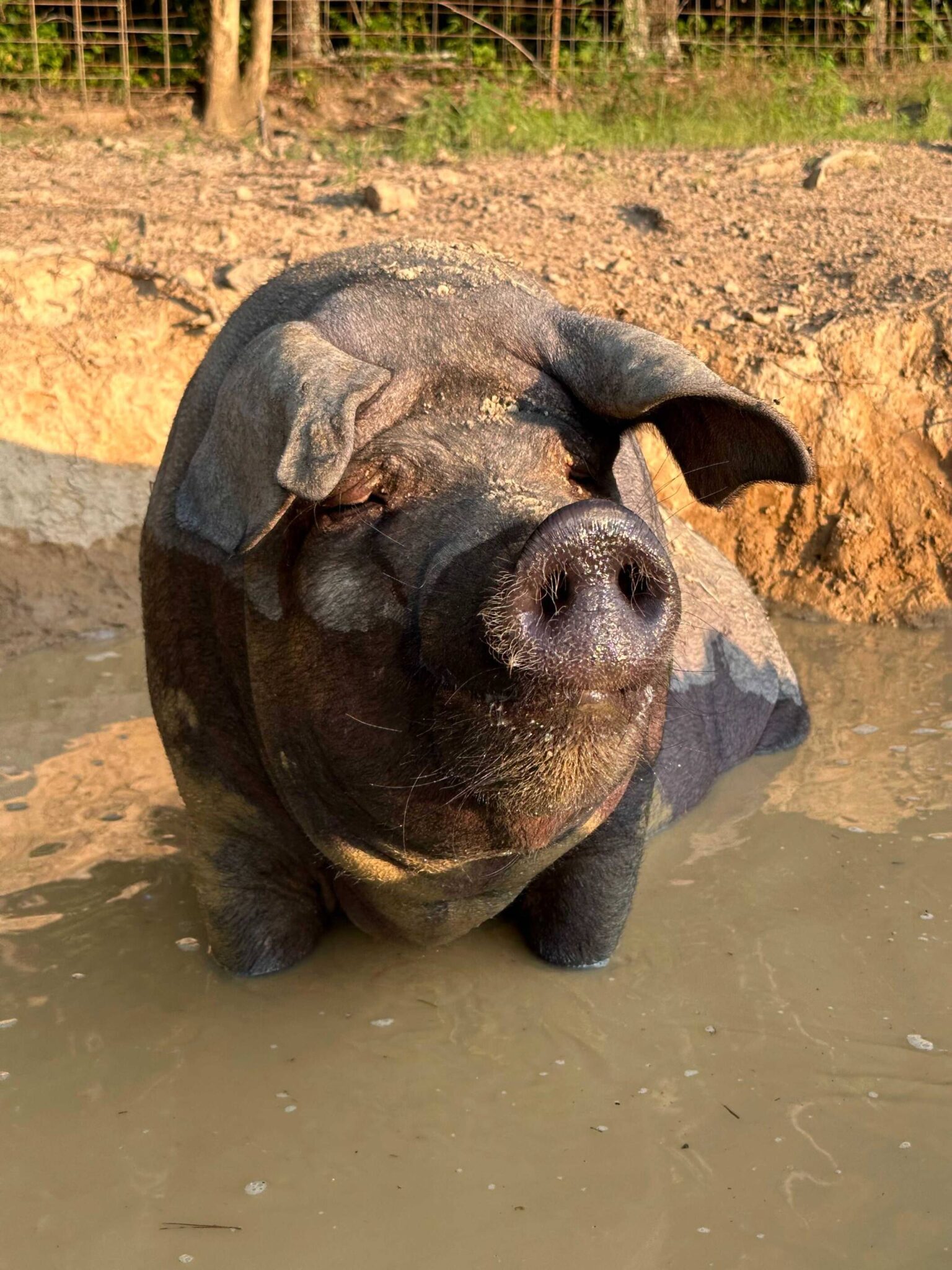 Angie Vivian - Odd Man Inn Animal Refuge