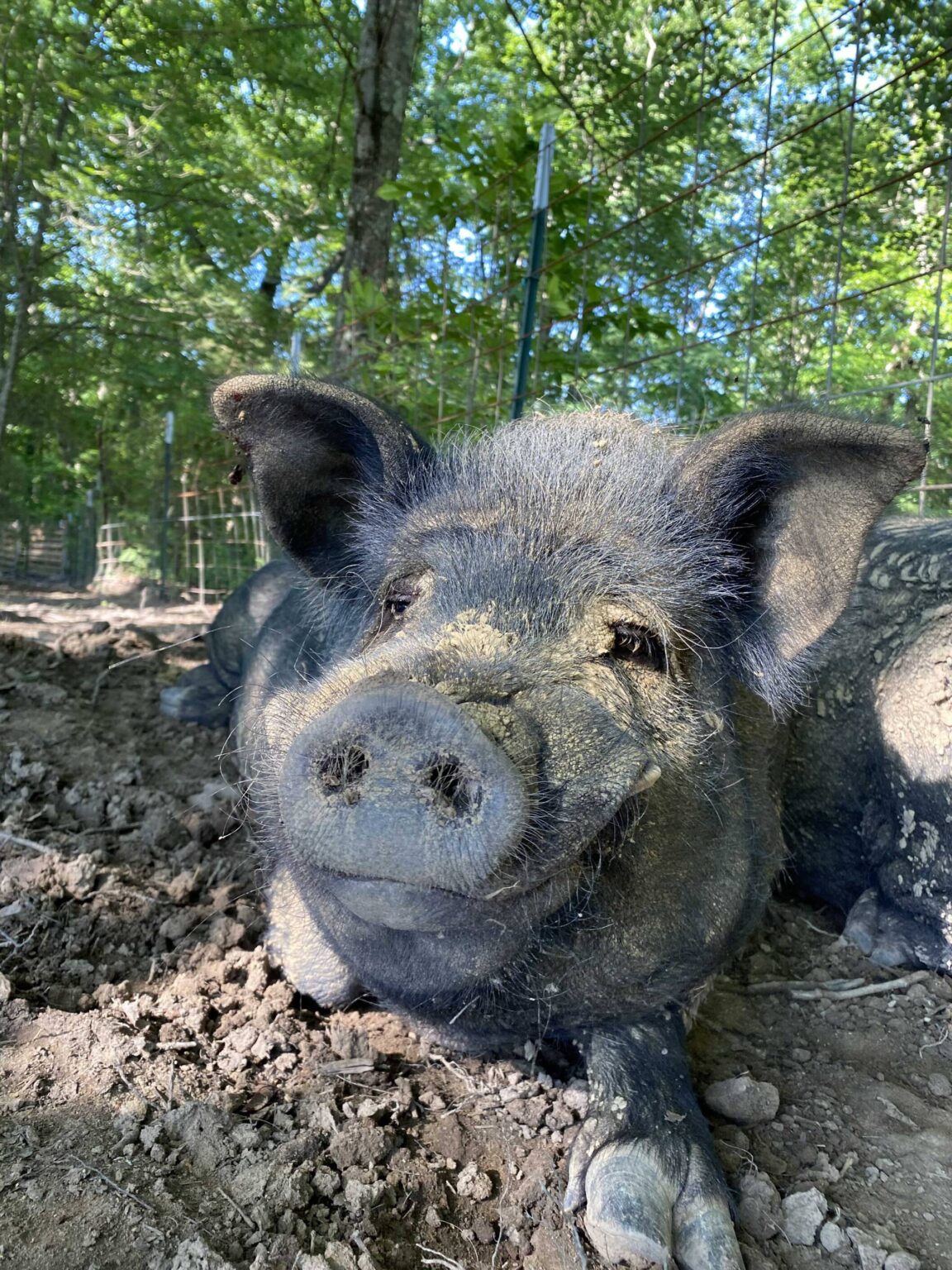 Dave - Odd Man Inn Animal Refuge