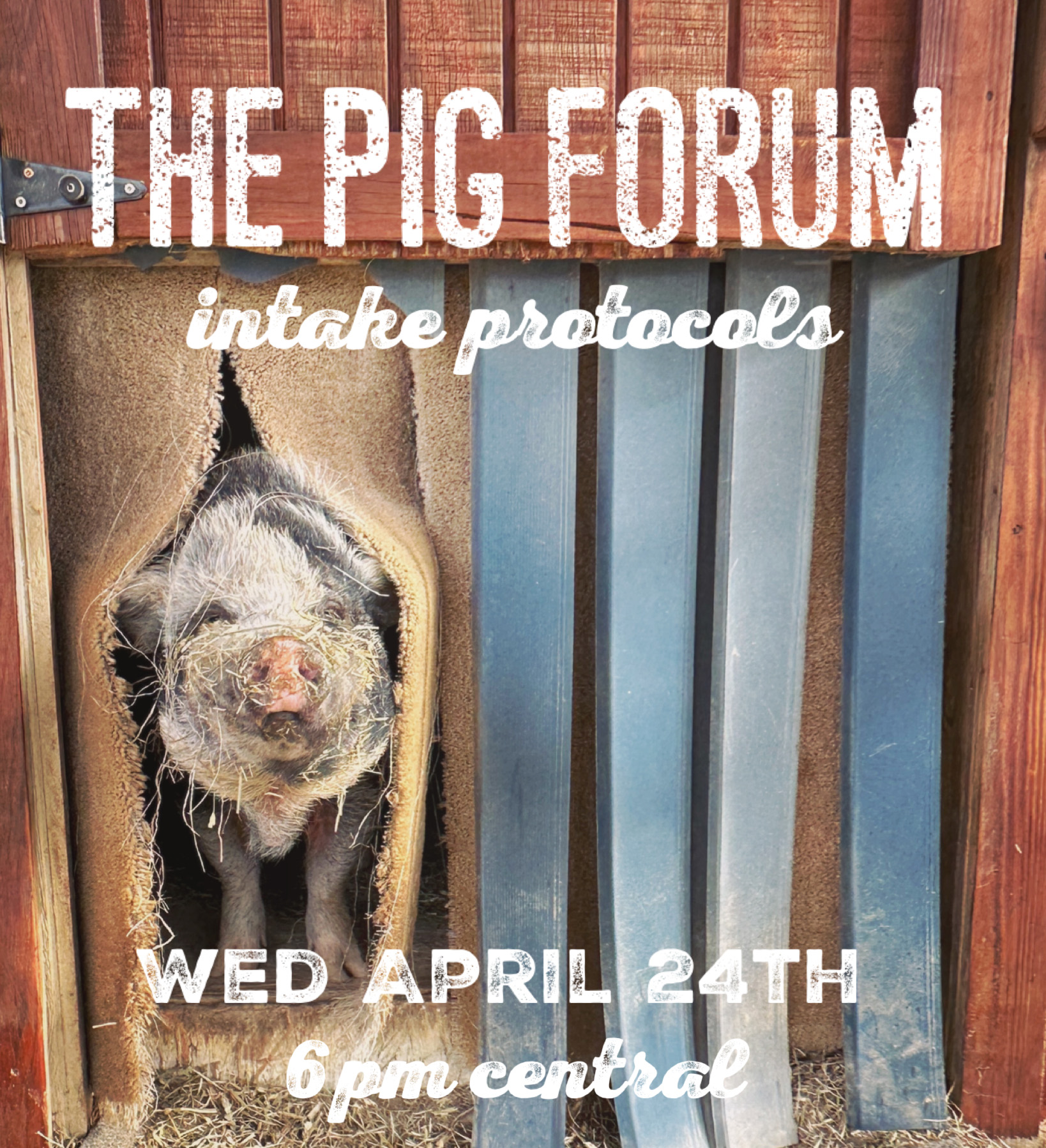 The Pig Forum - Odd Man Inn Animal Refuge