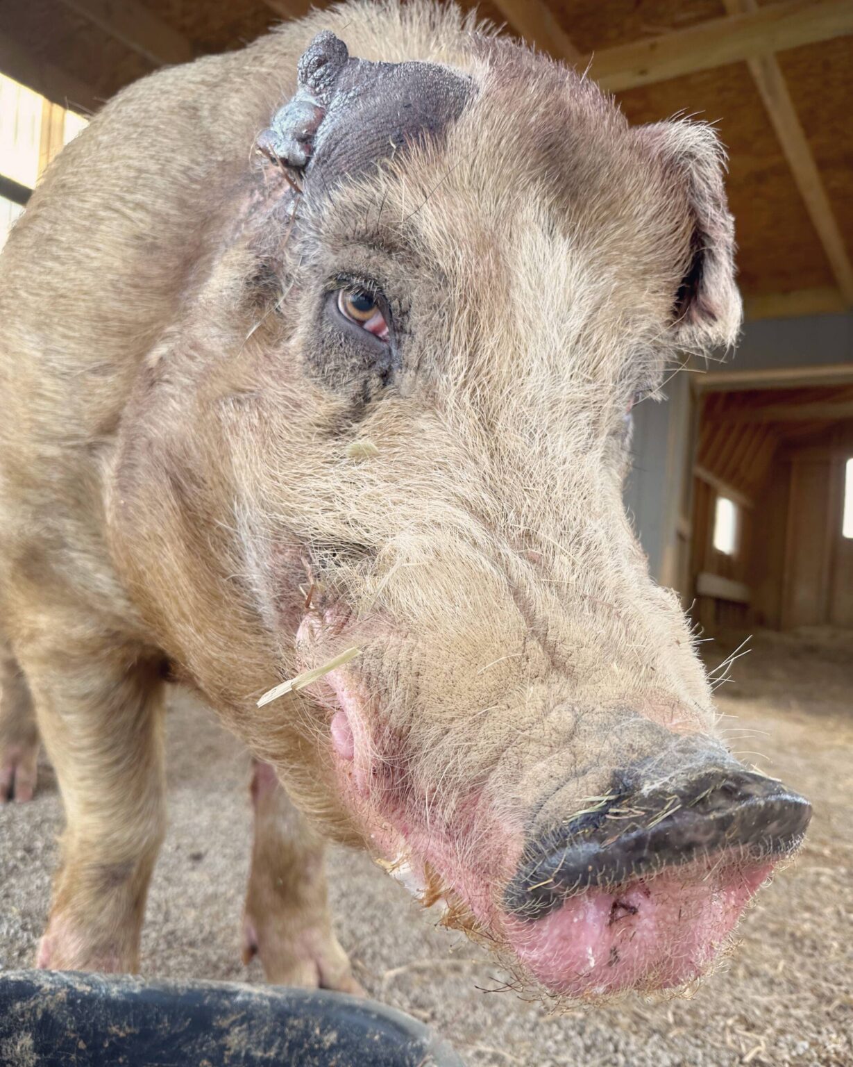 Falkor - Odd Man Inn Animal Refuge