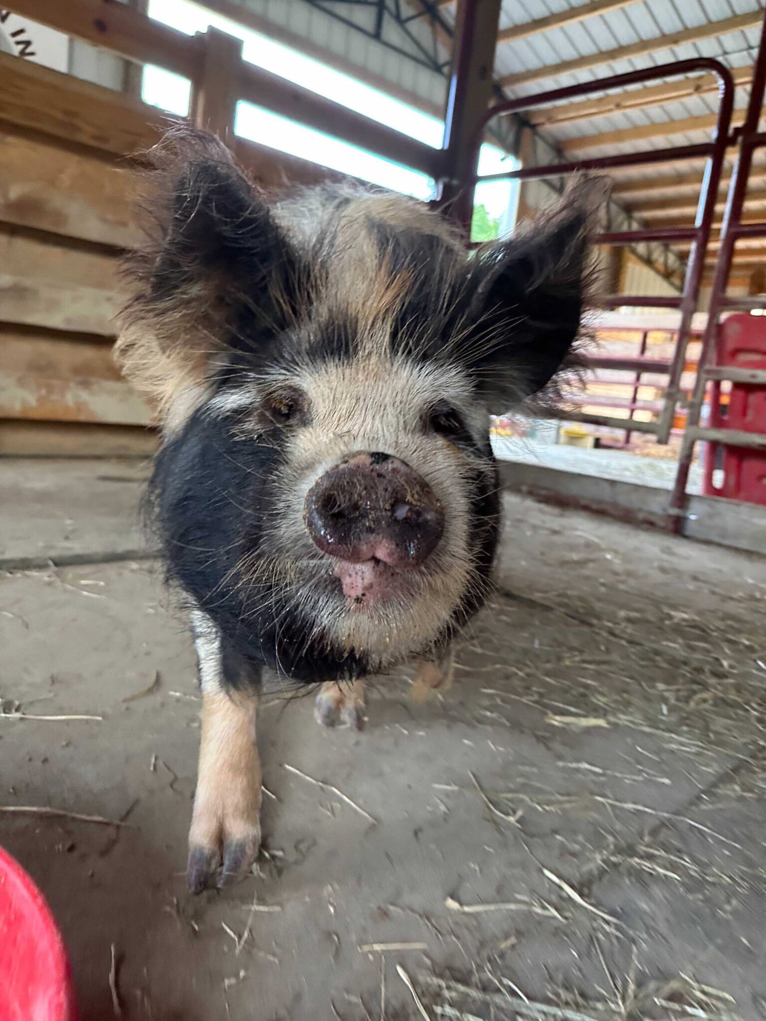 Camilla - Odd Man Inn Animal Refuge