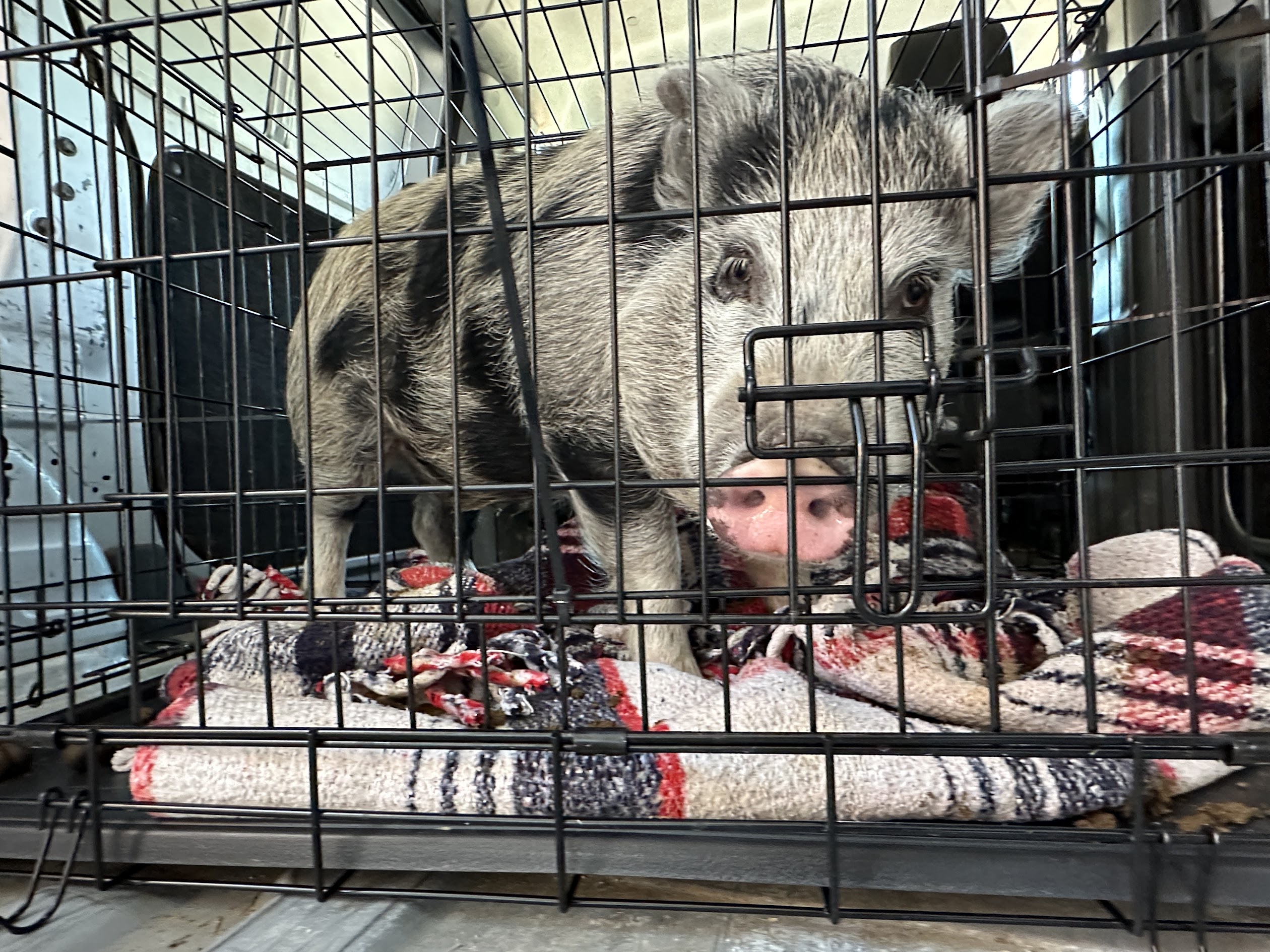 Bebop - Odd Man Inn Animal Refuge